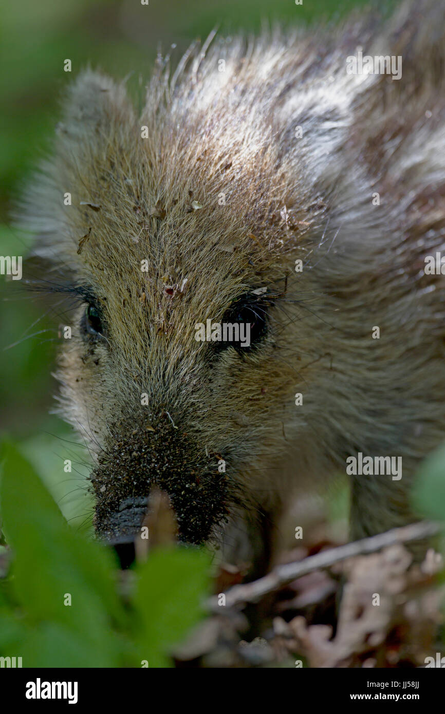 Wild Boar (Sus scrofa), piglet, portrait frontal Stock Photo - Alamy