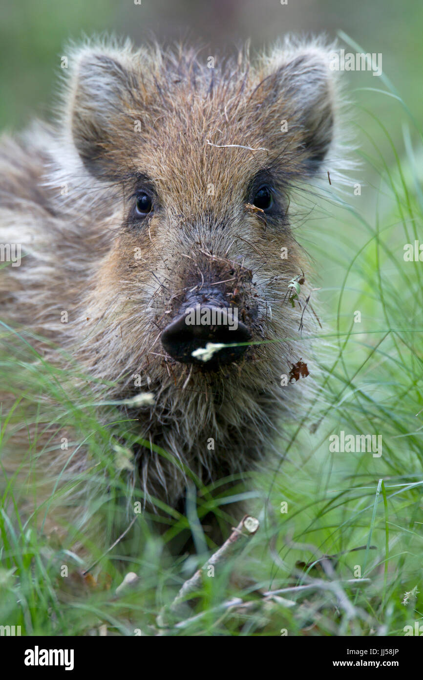 Wild Boar (Sus scrofa), piglet, portrait frontal Stock Photo - Alamy
