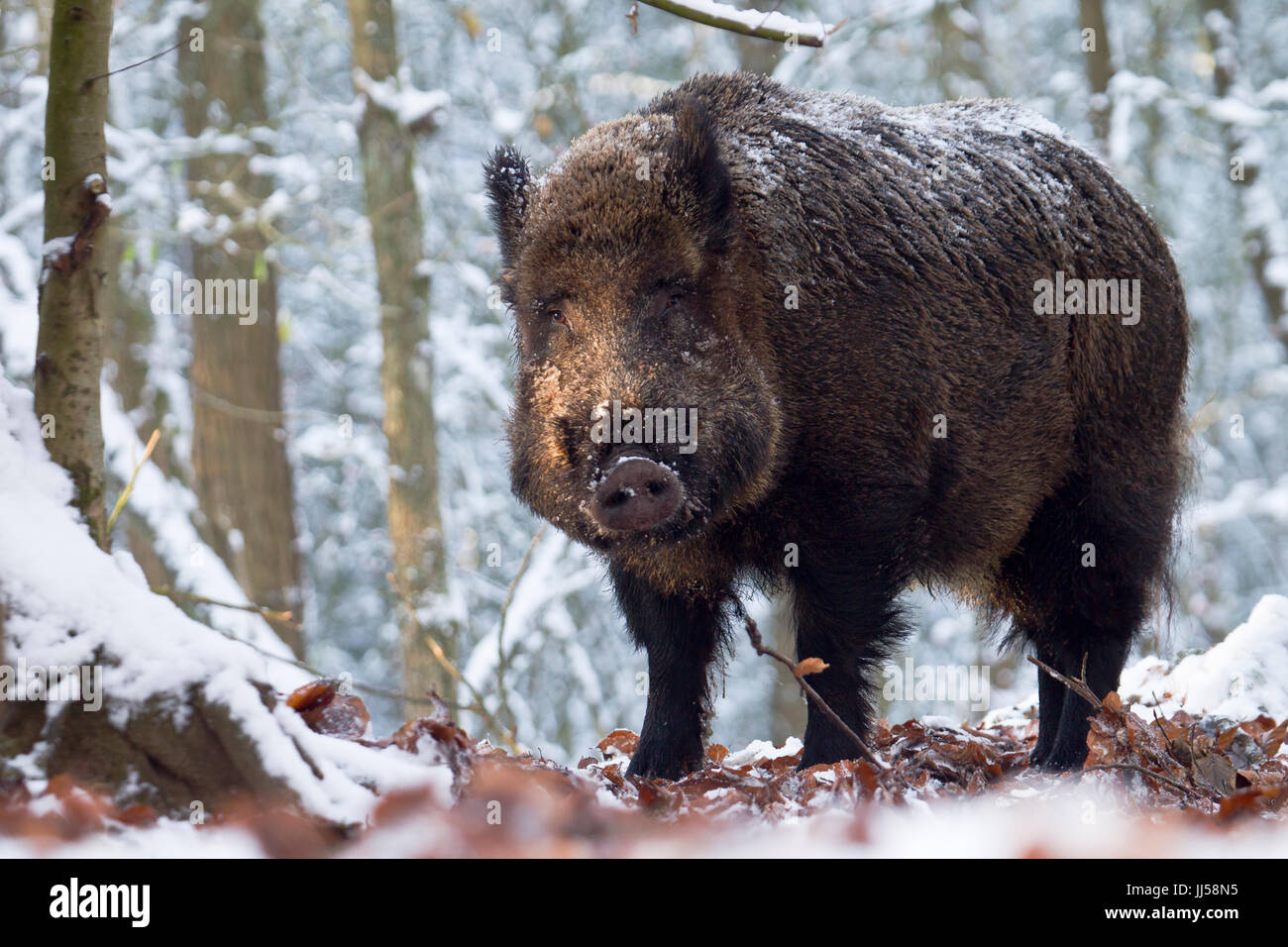 Wild Boar (Sus scrofa), male in snow Stock Photo - Alamy