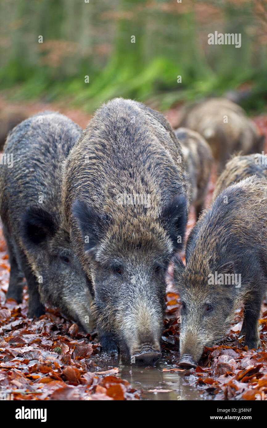 Wild Boar (Sus scrofa), female and youngs foraging Stock Photo - Alamy