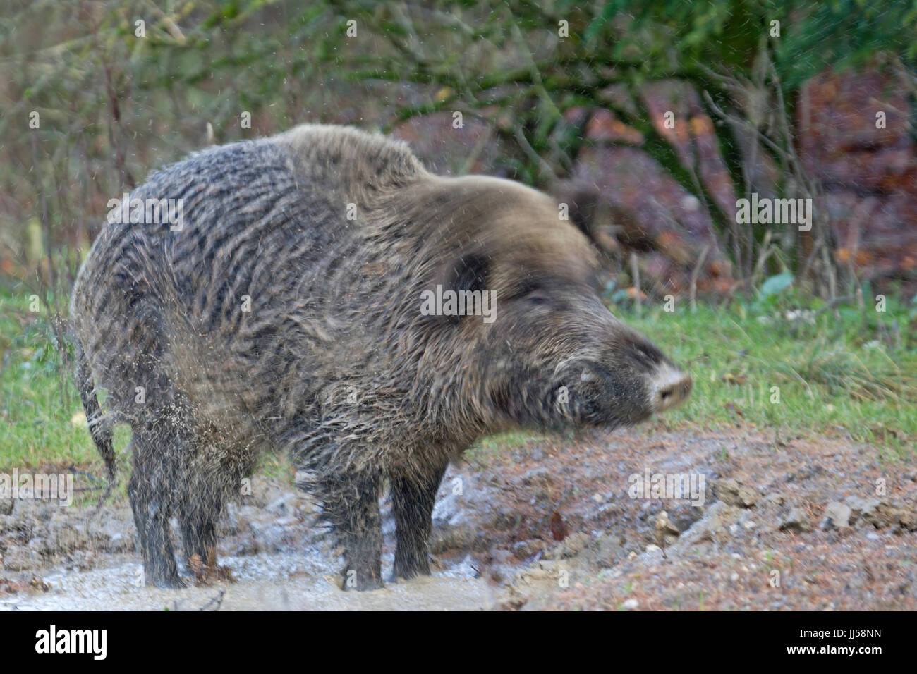 Wild Boar (Sus scrofa), female in a wallow Stock Photo - Alamy