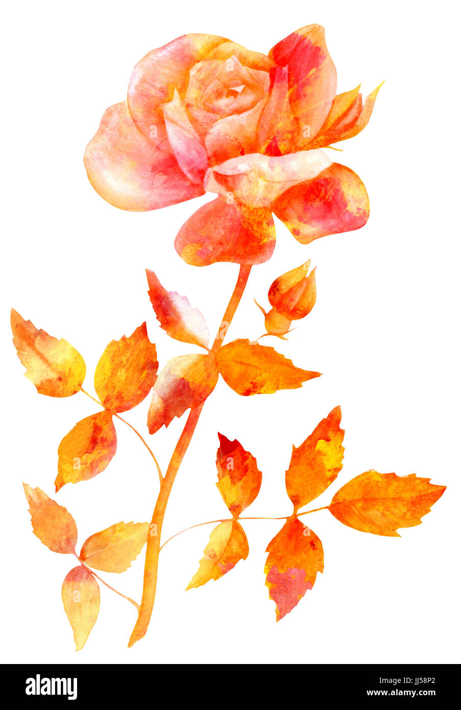 Watercolor golden rose drawing, isolated on white Stock Photo - Alamy