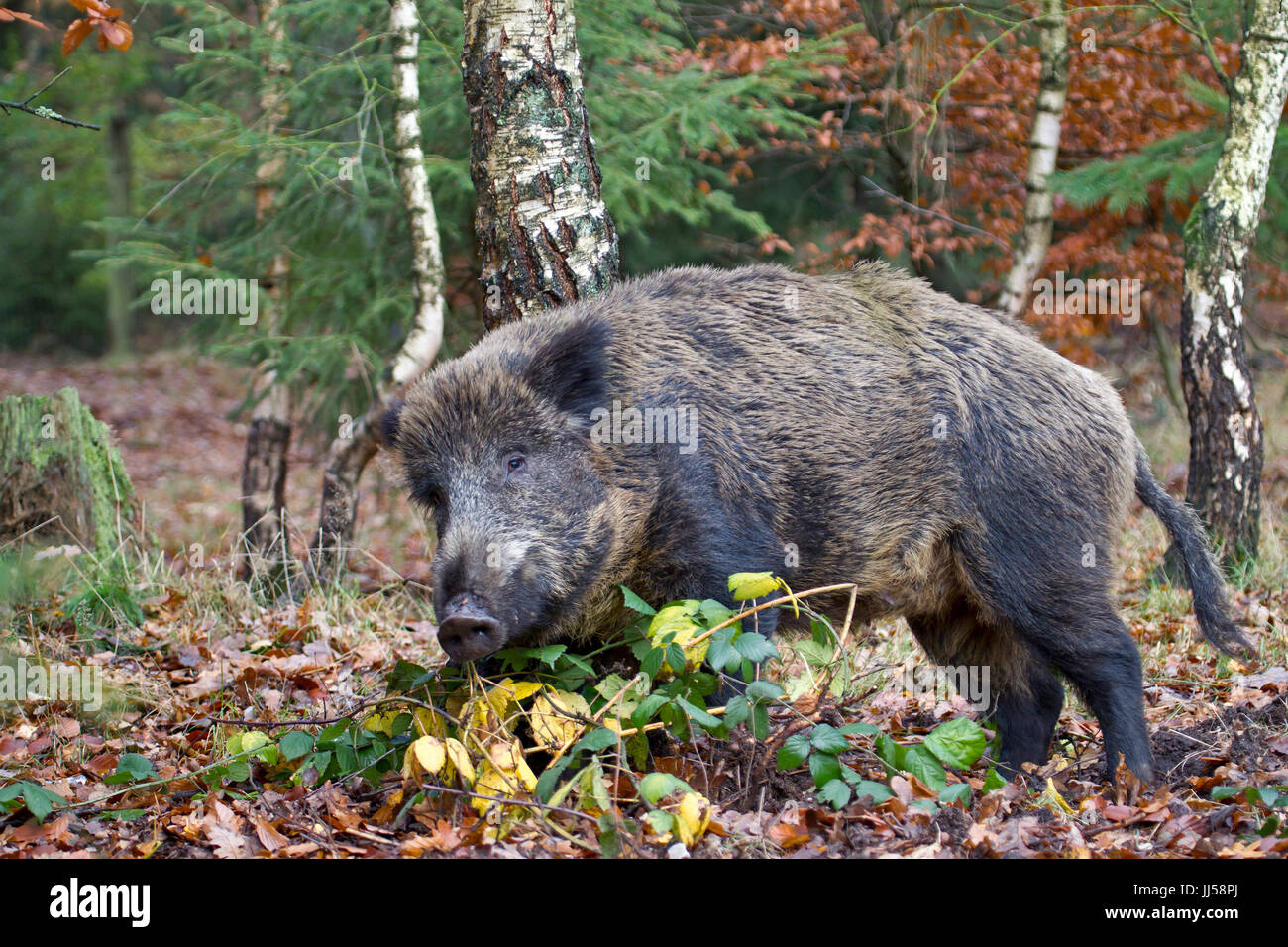 Wild boar sus rubbing tree hi-res stock photography and images - Alamy