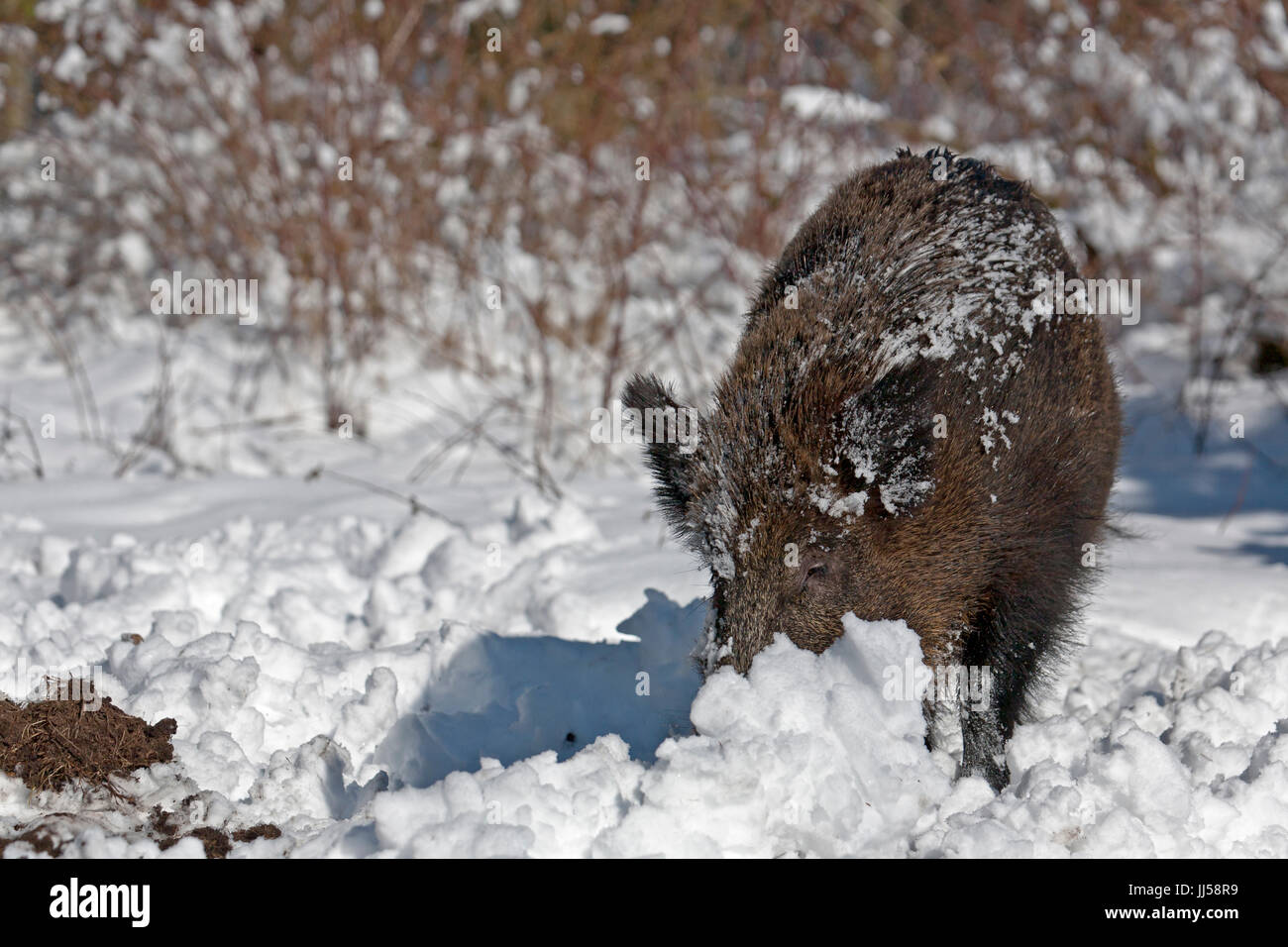 Wild Boar (Sus scrofa), female Wild Boar (Sus scrofa) in snow, foraging ...