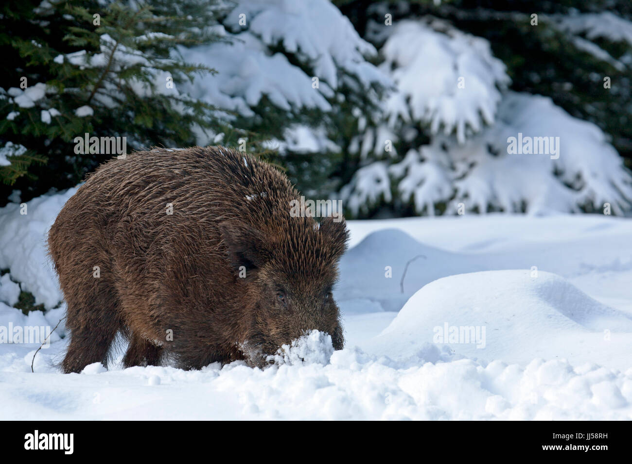 Wild Boar (Sus scrofa), female Wild Boar (Sus scrofa) in snow, foraging ...
