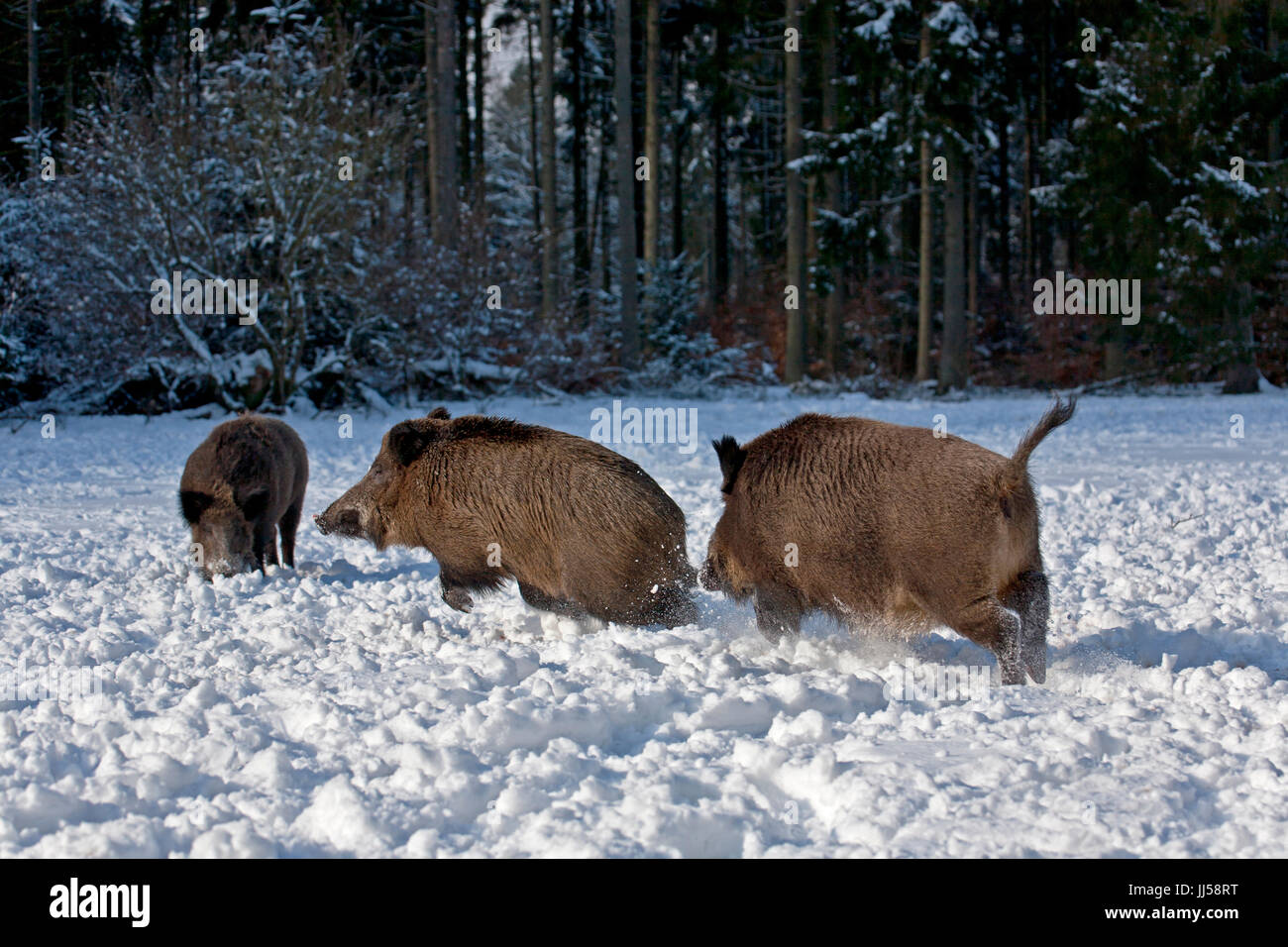 Wild Boar (Sus scrofa), female Wild Boar (Sus scrofa), leading sow is ...