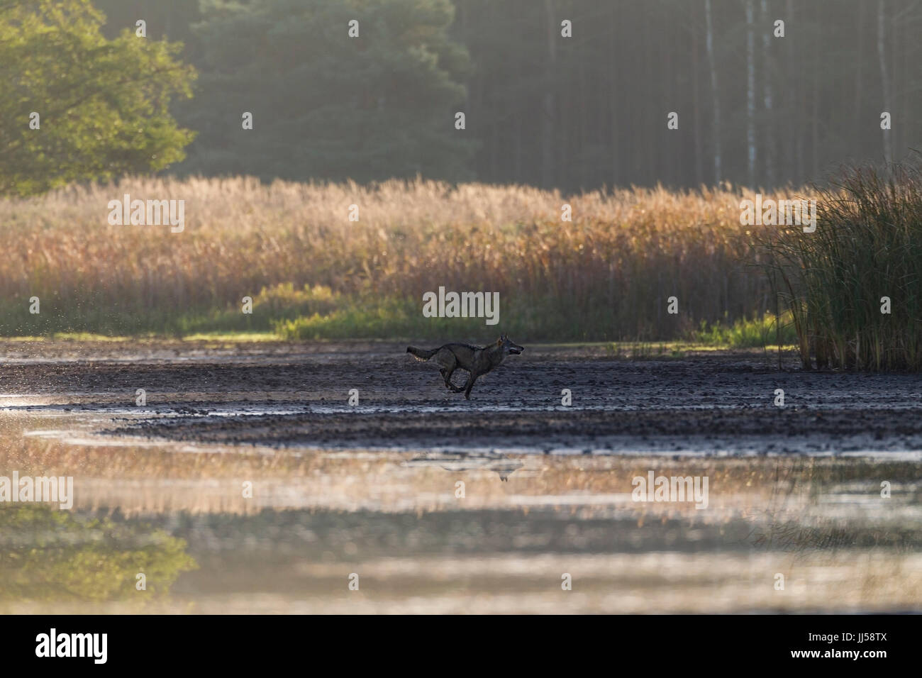 Leaping wolf hi-res stock photography and images - Alamy