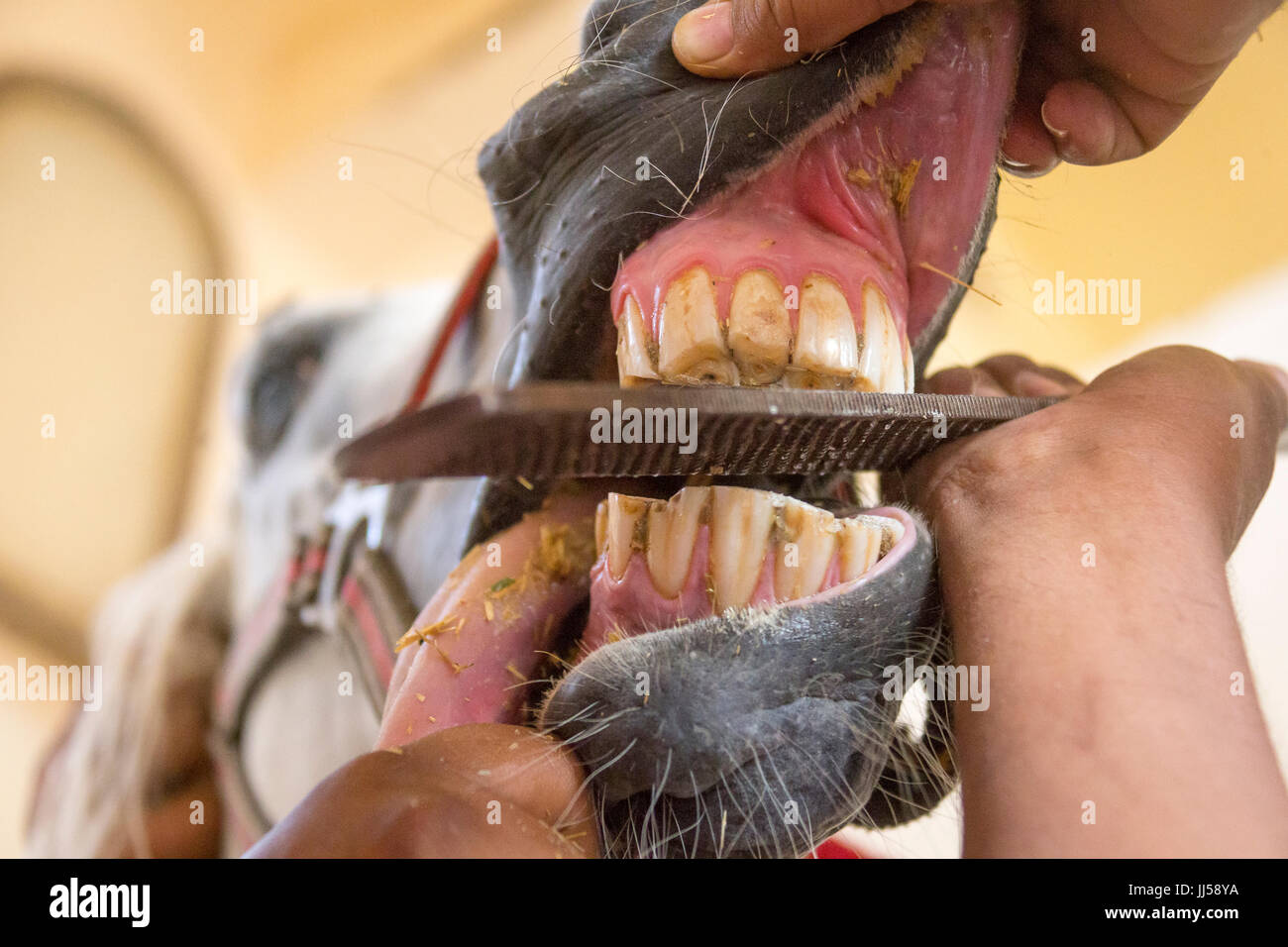 Arabian horse. Dental treatment, rasping teeth. Egypt Stock Photo - Alamy
