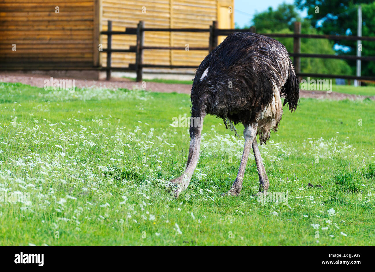 Ostrich on farm in summer hi-res stock photography and images - Alamy