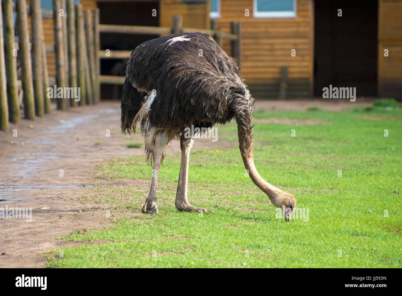 Ostrich on farm in summer hi-res stock photography and images - Alamy