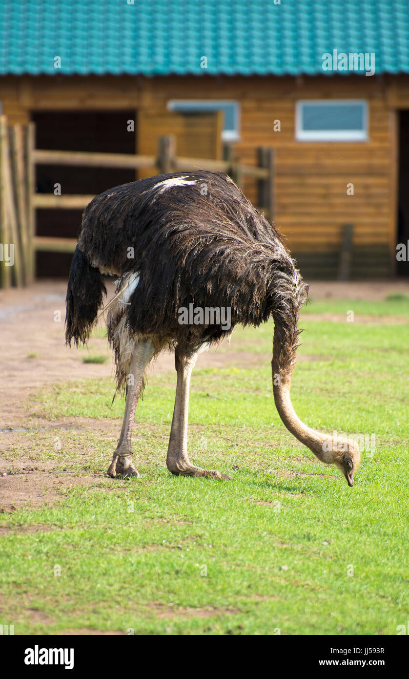 Ostrich on farm in summer hi-res stock photography and images - Alamy