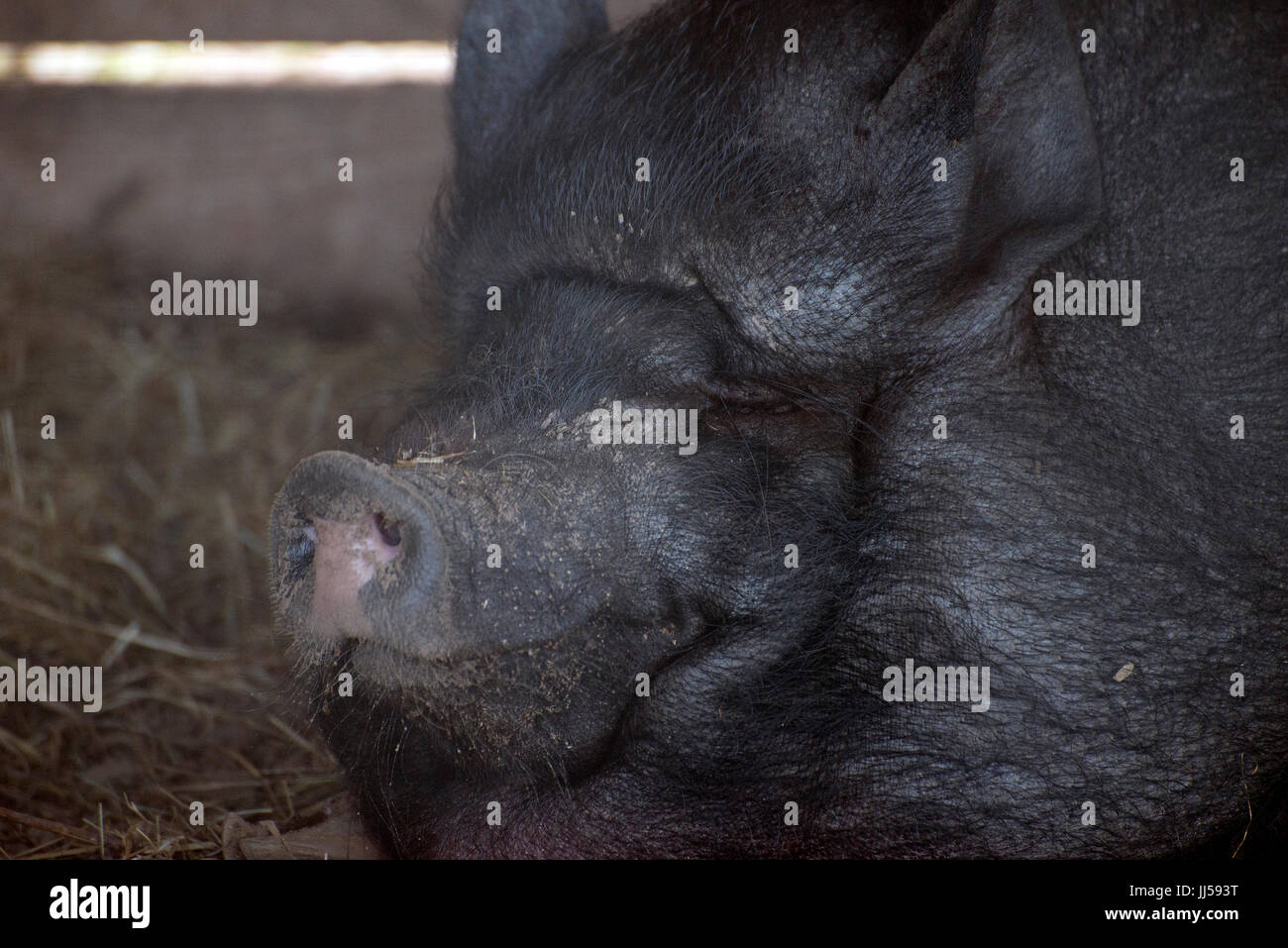 Big fat boar. Close-up view Stock Photo - Alamy