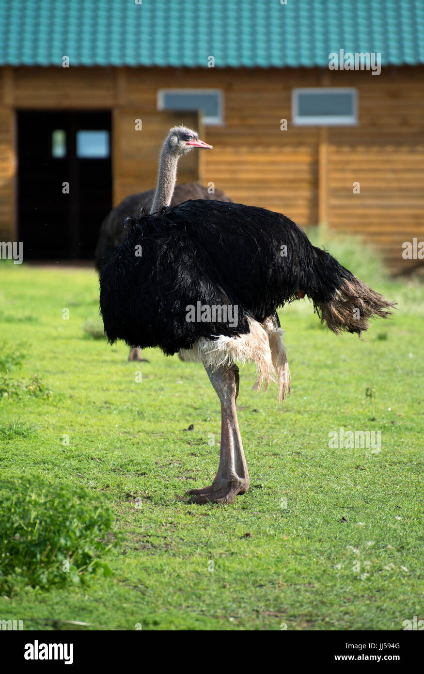 Ostrich on farm in summer hi-res stock photography and images - Alamy
