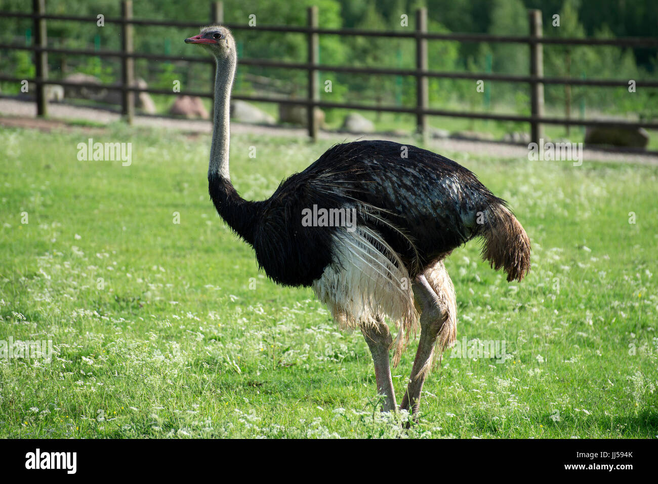 Ostrich on farm in summer hi-res stock photography and images - Alamy