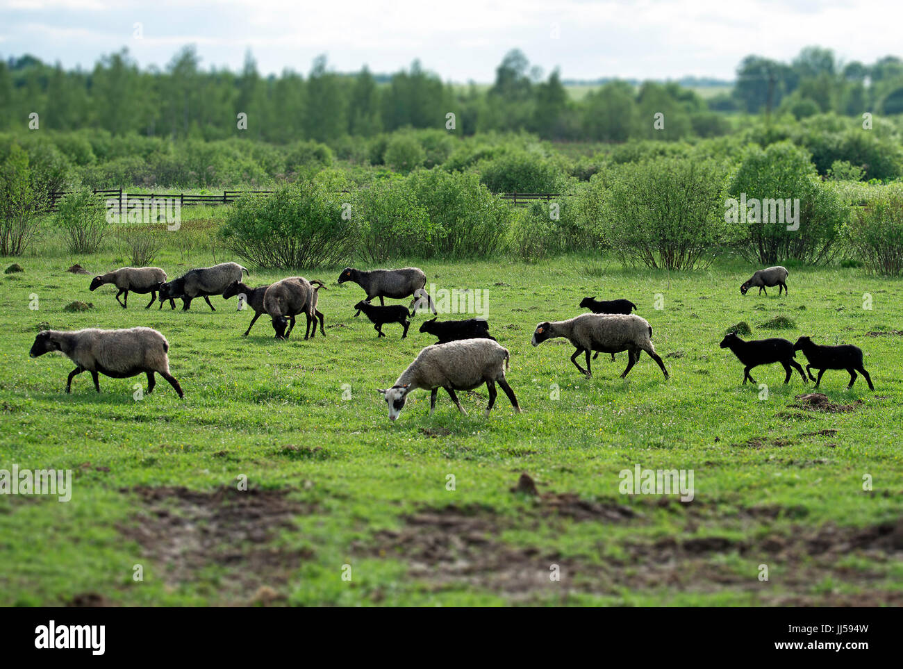 Lot of sheep hi-res stock photography and images - Alamy