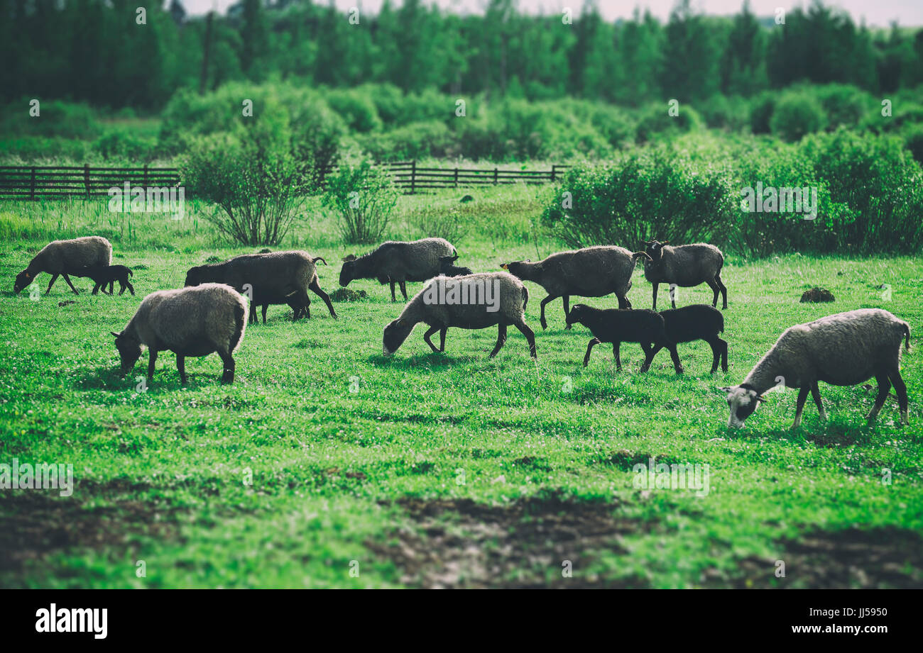 Lot of sheep hi-res stock photography and images - Alamy
