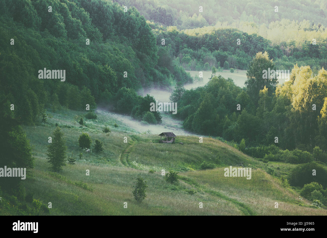 The mist spreads over the ground in the forest Stock Photo - Alamy