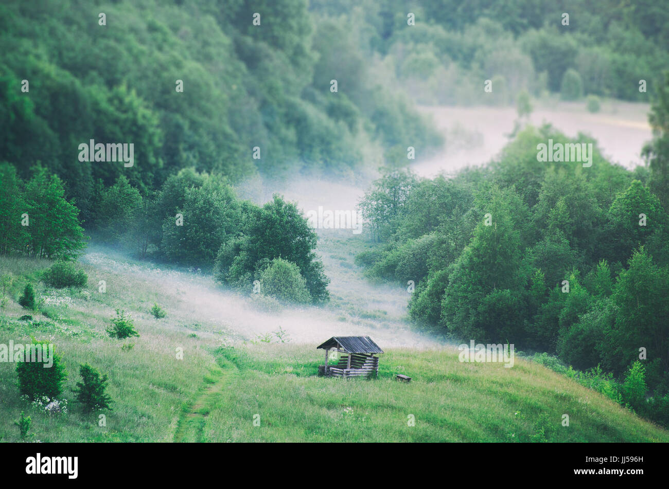 The mist spreads over the ground in the forest Stock Photo - Alamy