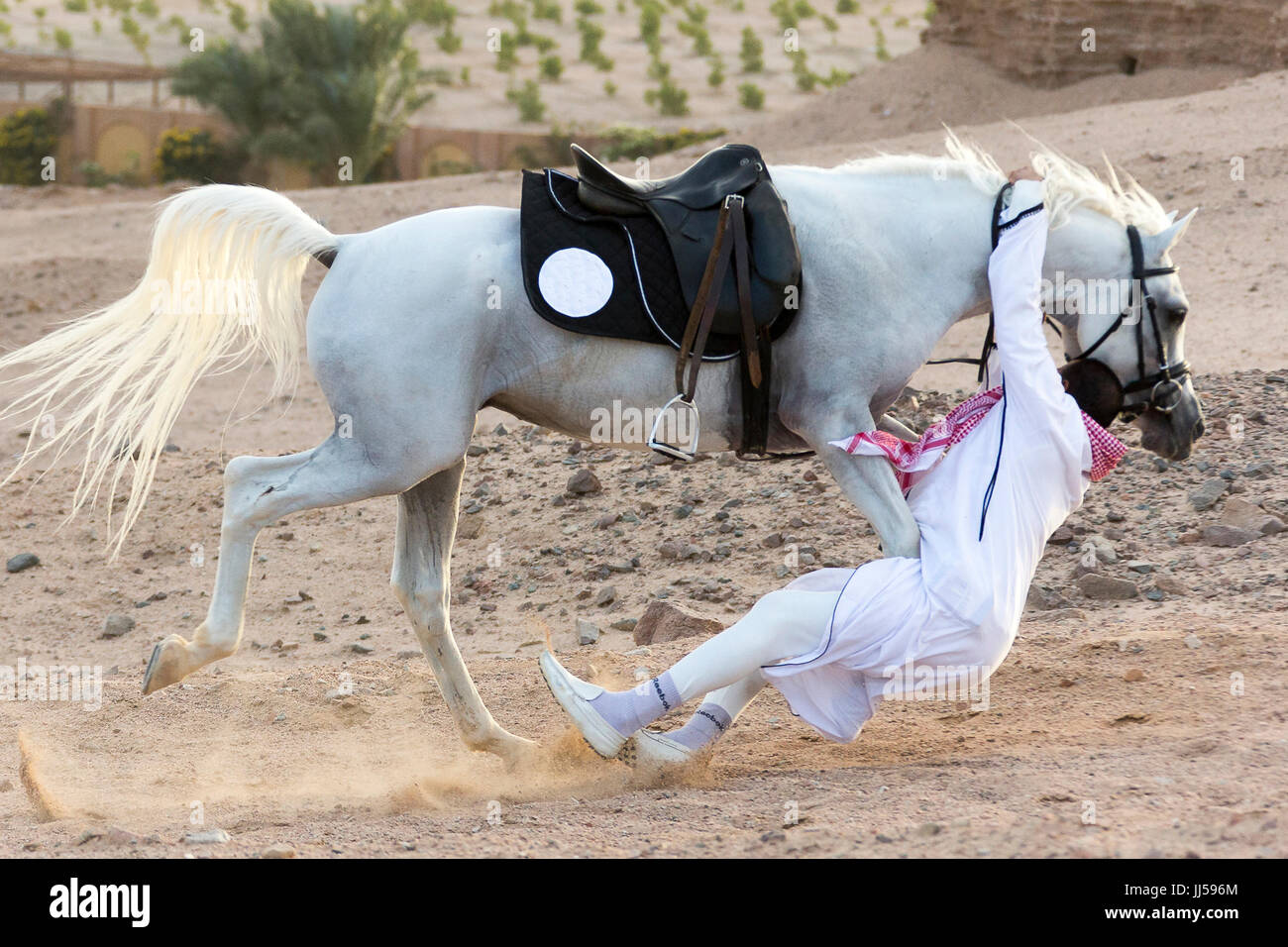 Horse Rearing With Rider Falling Off