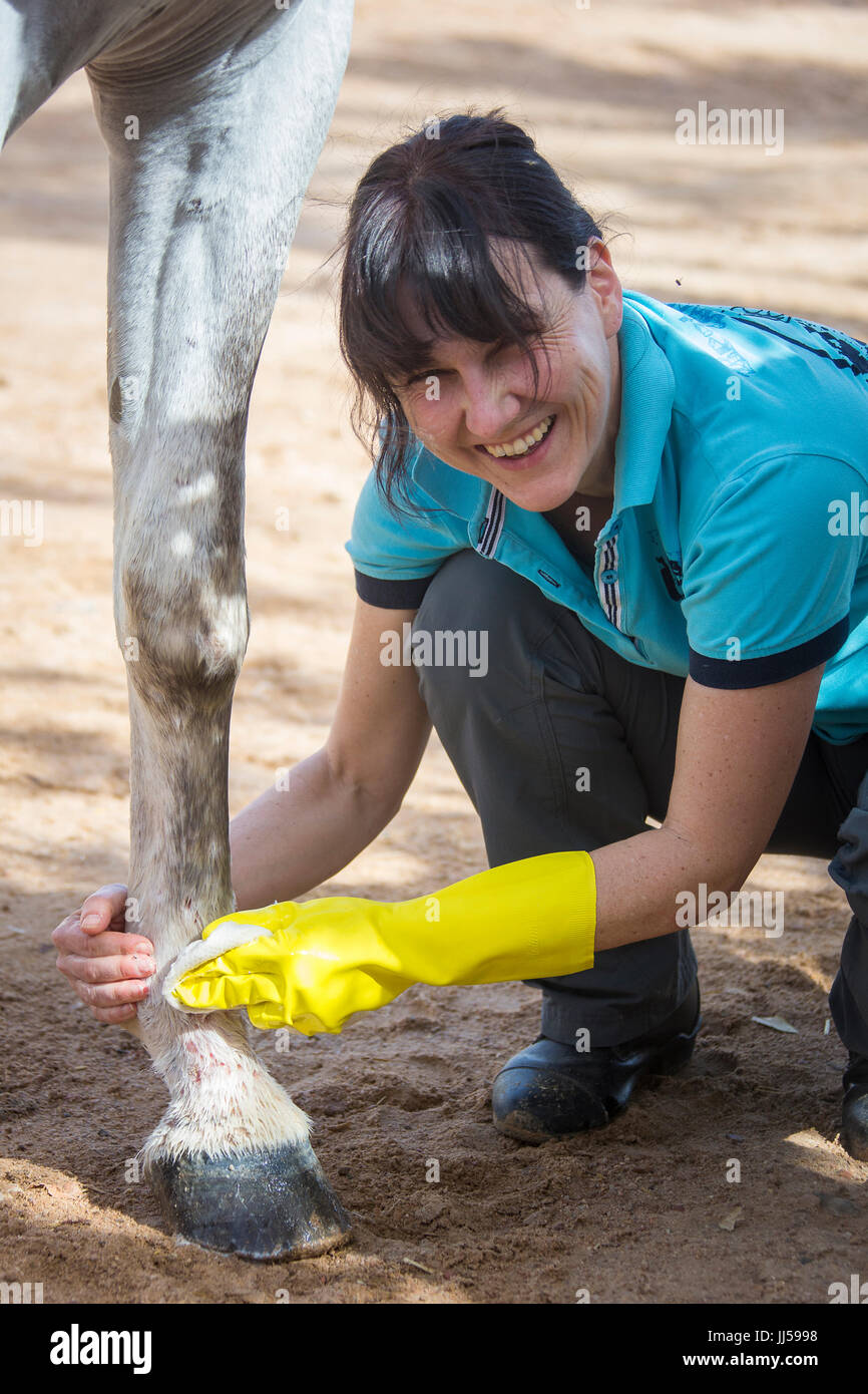 Arabian Horse suffering from mud fever, treatment Stock Photo - Alamy