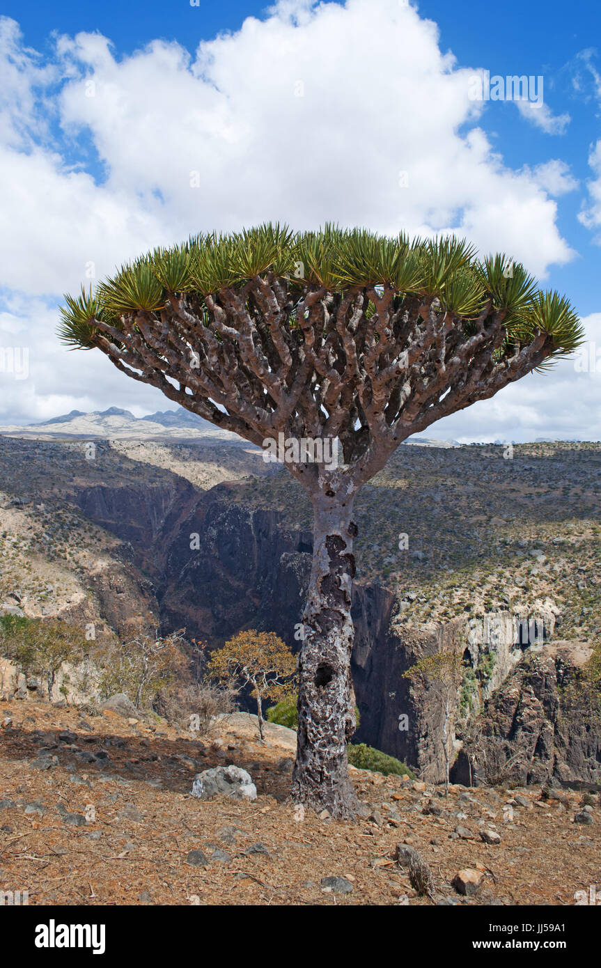 Dragon Blood trees forest in the canyon of Shibham, protected area of ...