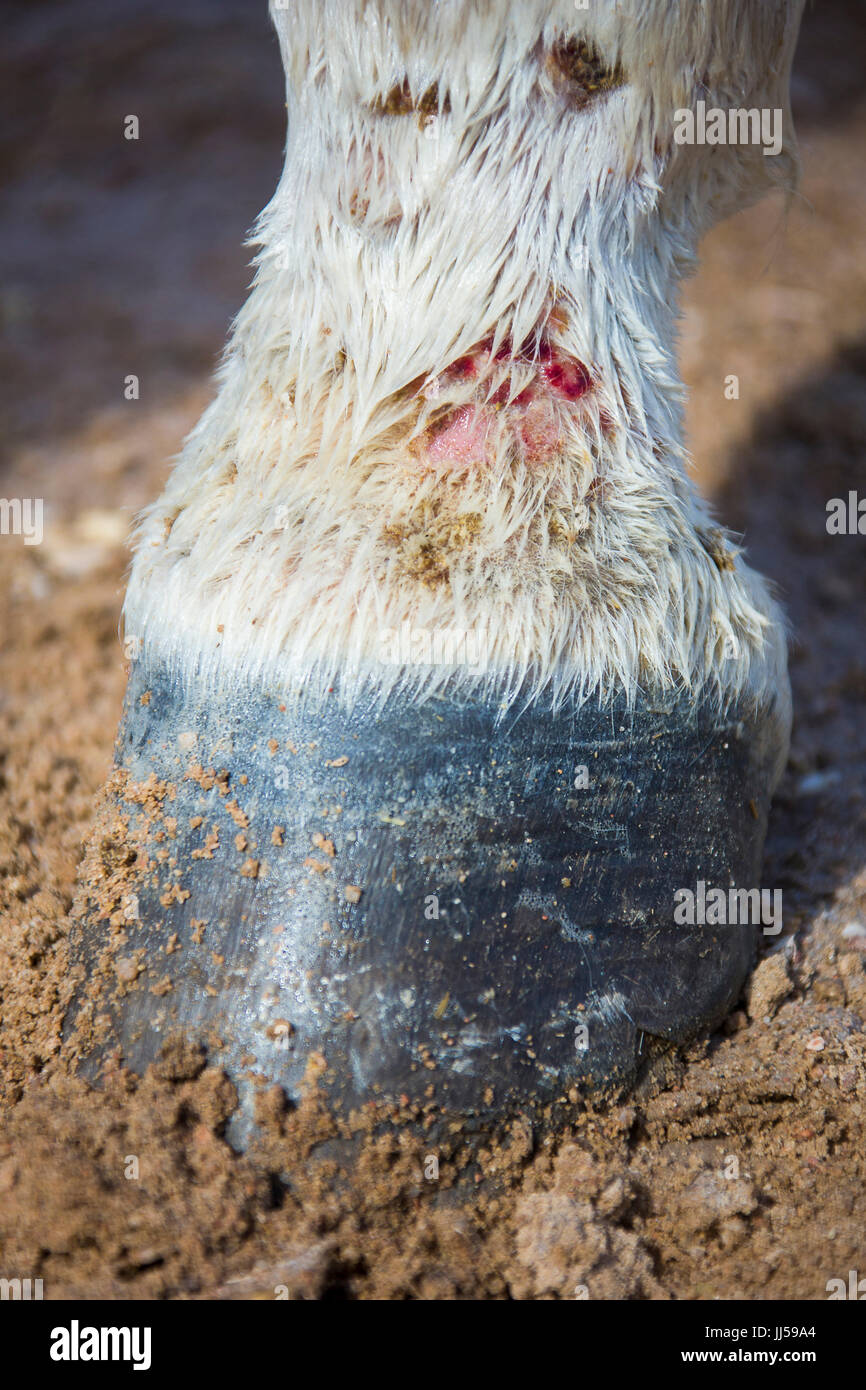 Horse mud fever hi-res stock photography and images - Alamy