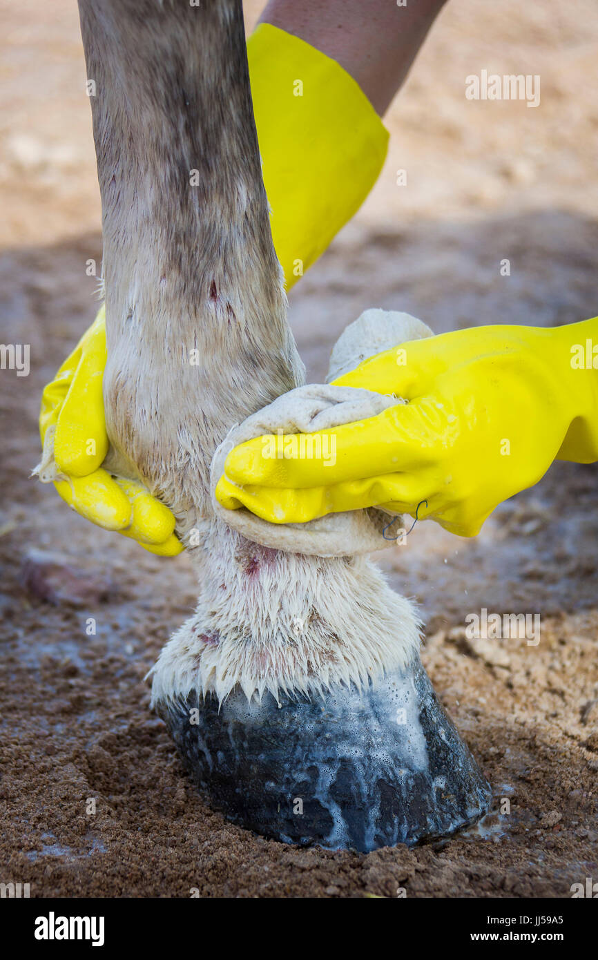 Arabian Horse suffering from mud fever, treatment Stock Photo - Alamy