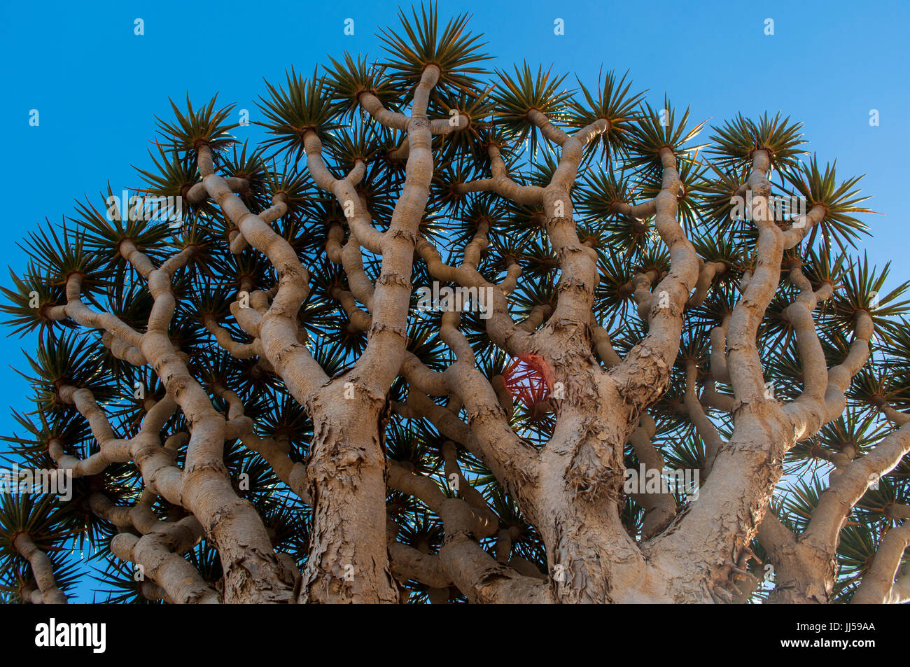 The Dragon Blood trees forest in Dirhur, the protected area of Dixam ...
