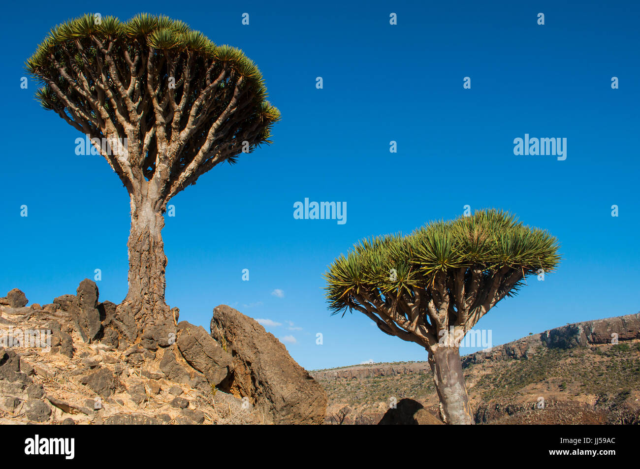 The Dragon Blood trees forest in Dirhur, the protected area of Dixam ...