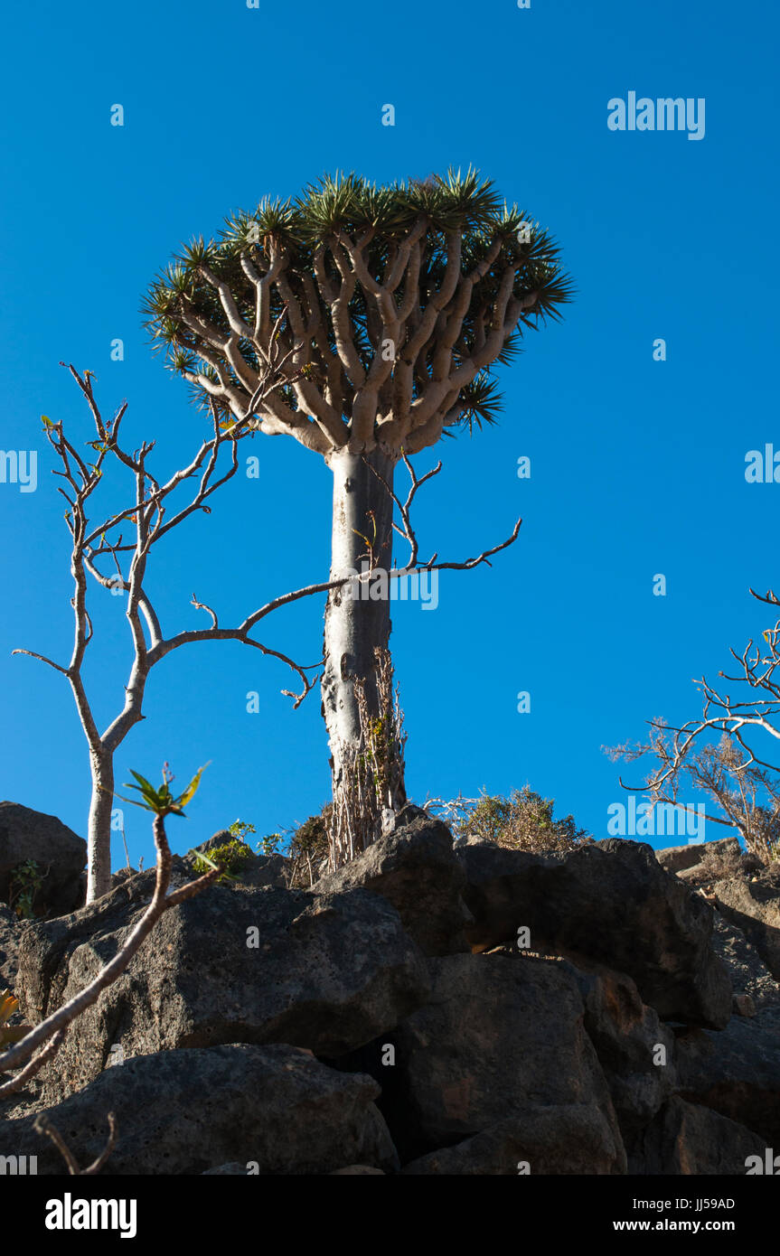 Dracaena cinnabari hi-res stock photography and images - Alamy