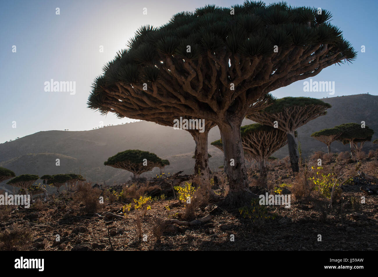 The Dragon Blood trees forest in Dirhur, the protected area of Dixam ...