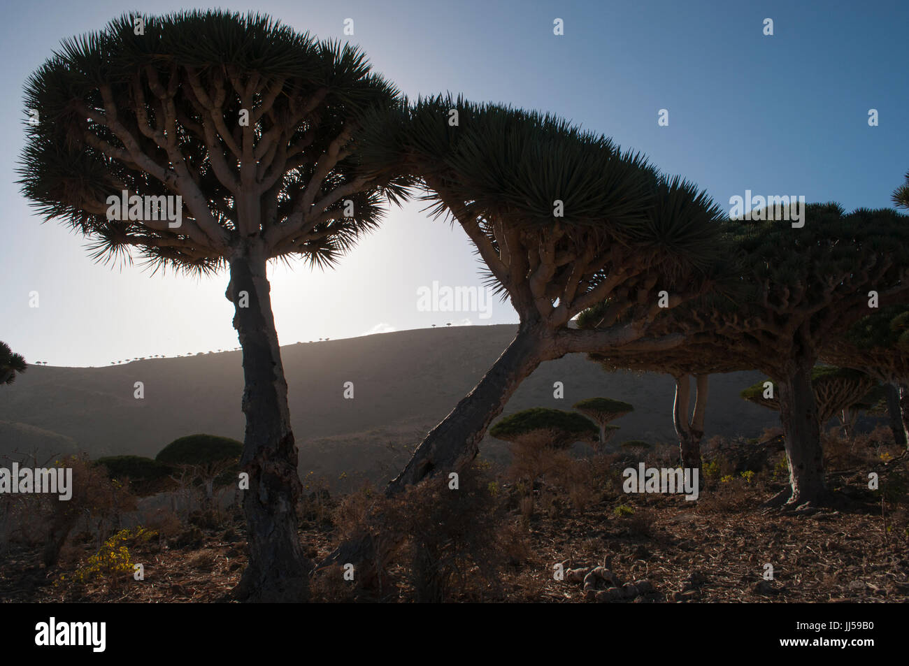 The Dragon Blood trees forest in Dirhur, the protected area of Dixam ...