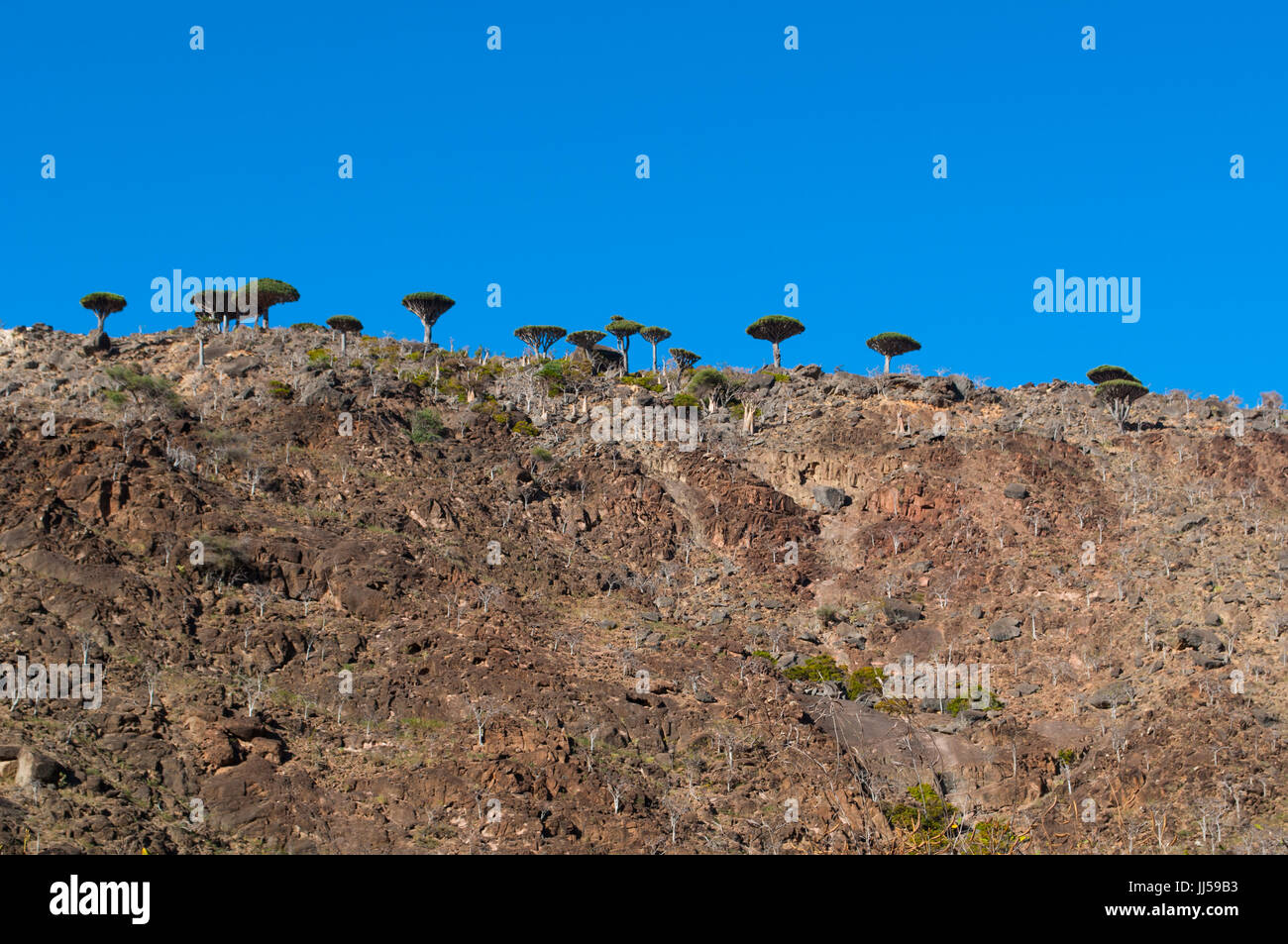 The Dragon Blood trees forest in Dirhur, the protected area of Dixam ...