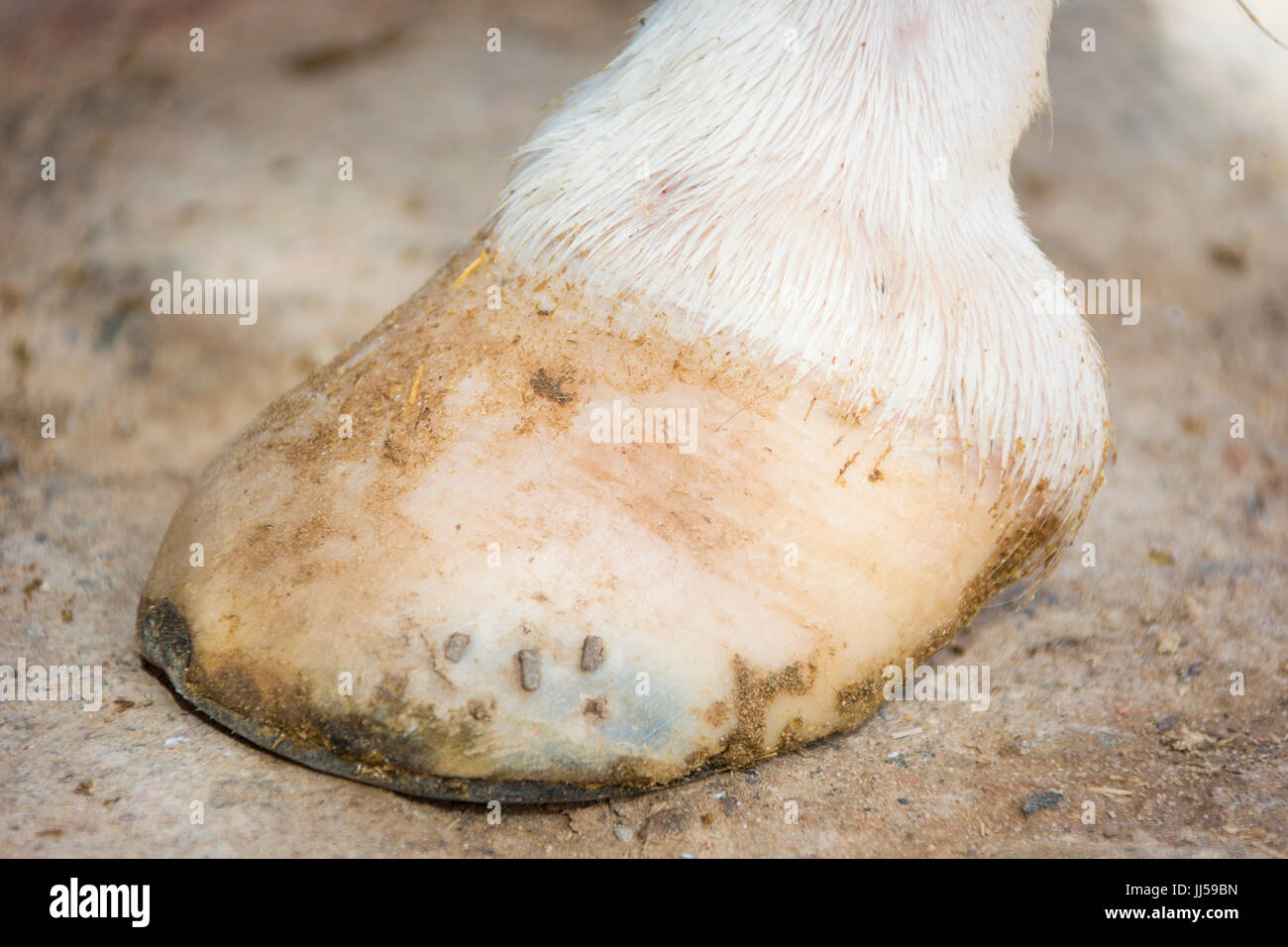 Neglected hoof. Egypt Stock Photo - Alamy