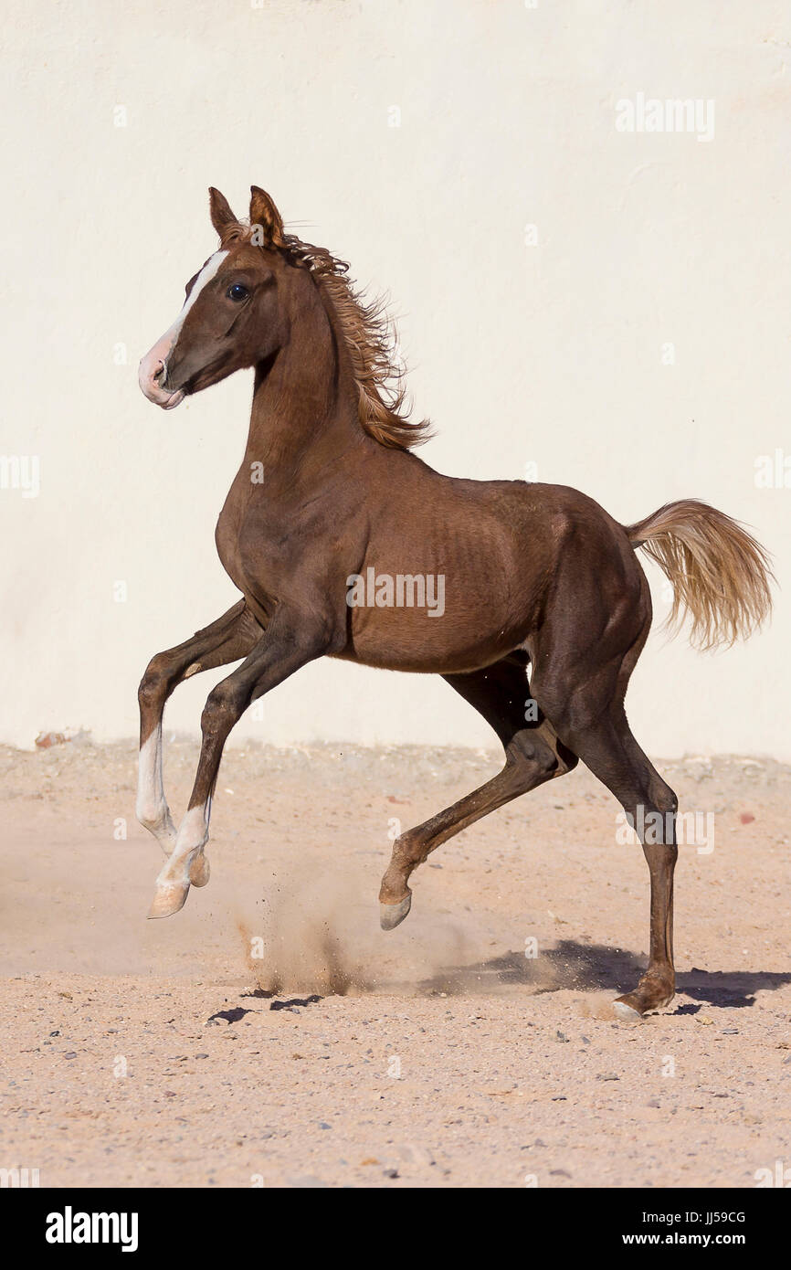 Barb Horse. Chestnut colt rearing in a paddock. Egypt Stock Photo - Alamy