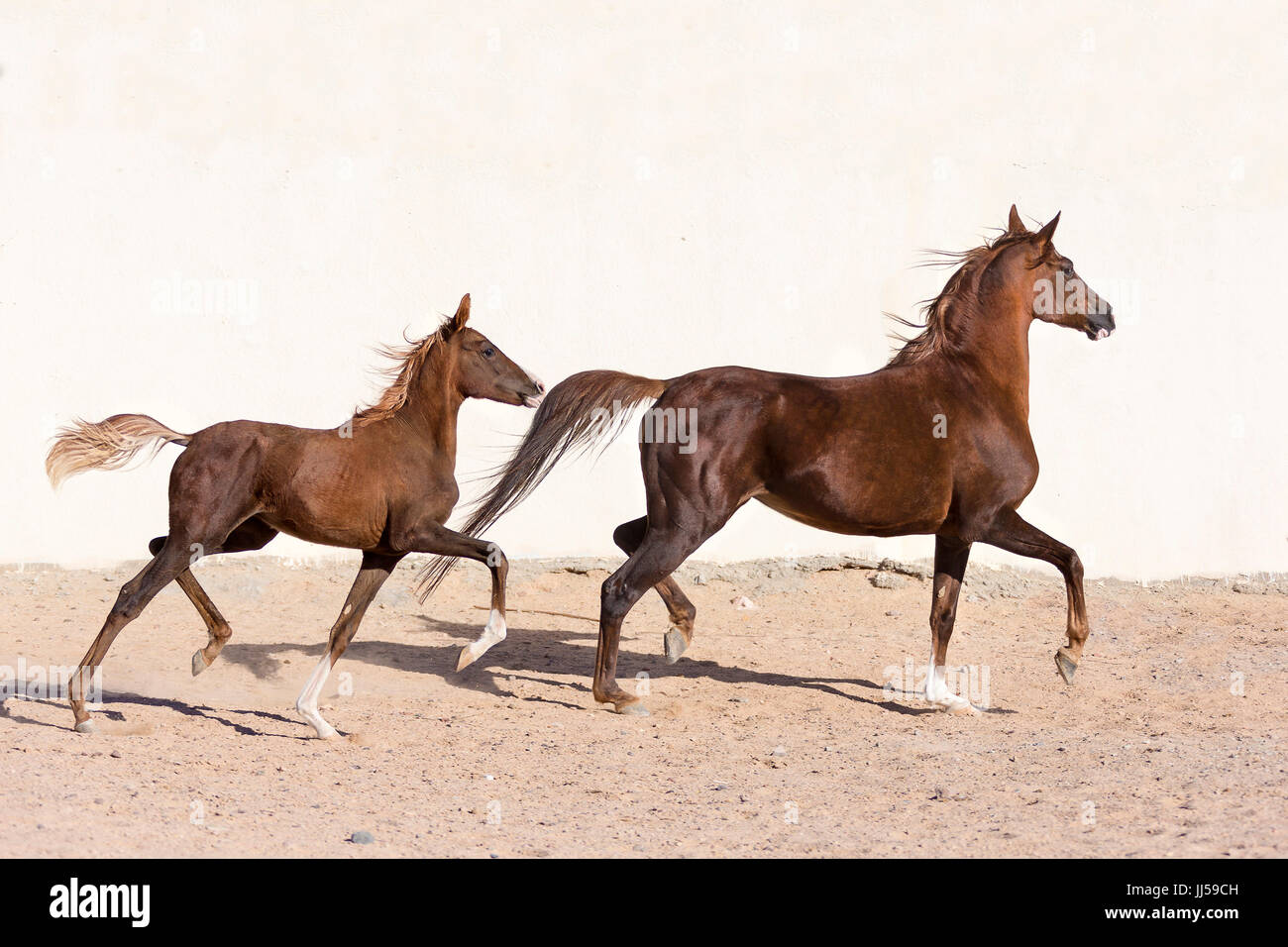 Barb Horse. Chestnut mare with colt trotting in a paddock. Egypt Stock ...