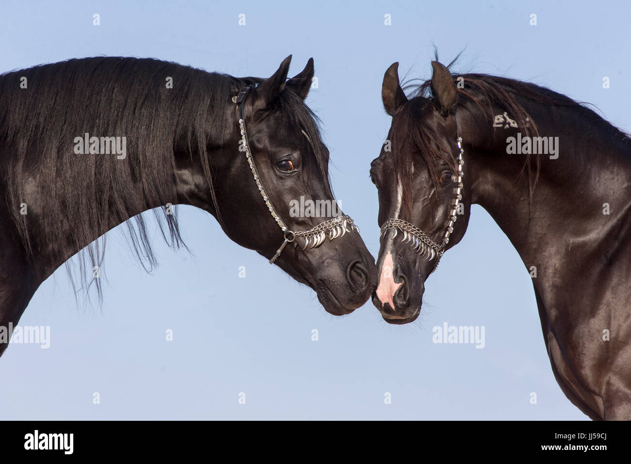 Purebred Arabian Horse and Arabian-Barb. Two black stallions sniffing ...