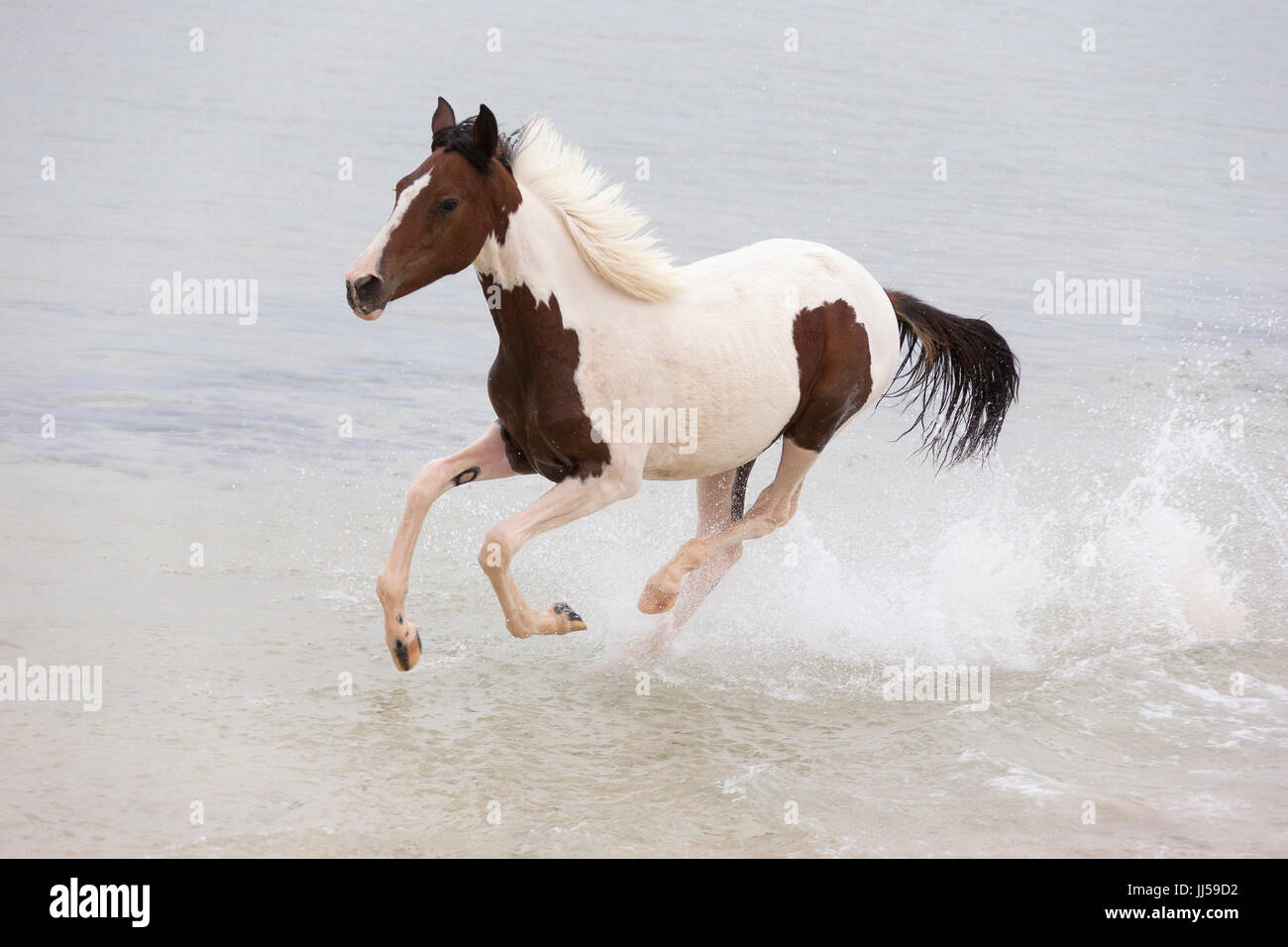 Pintabian mare hi-res stock photography and images - Alamy