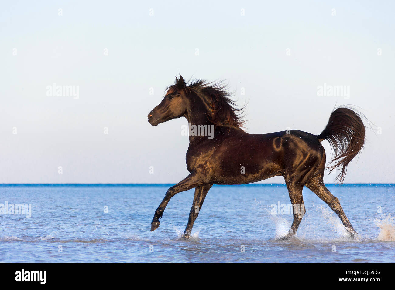 Arabian Horse. Chestnut stallion galloping in the sea. Egypt Stock ...