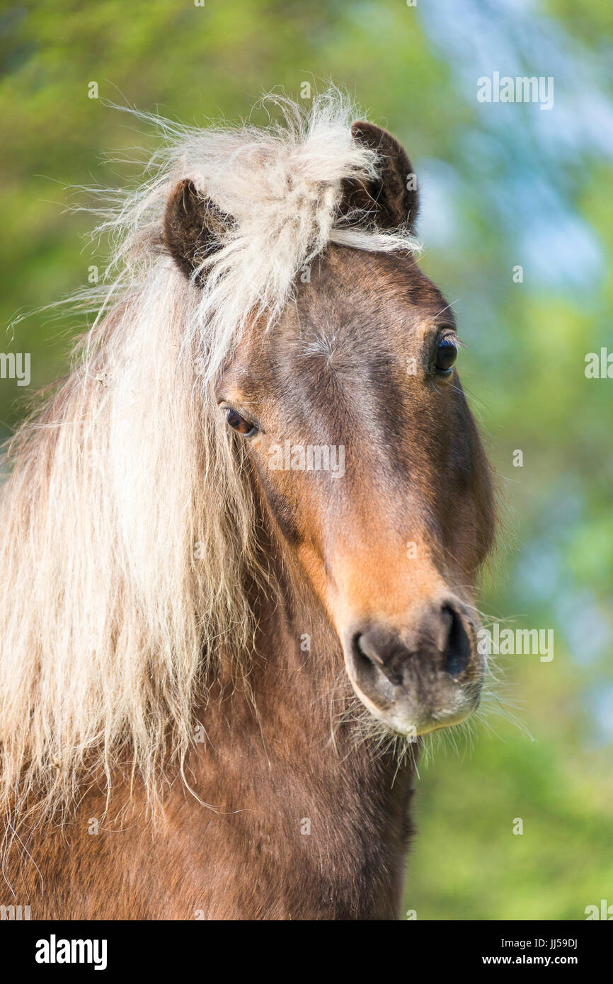 Classic Pony. Portrait of a mare. Germany Stock Photo - Alamy