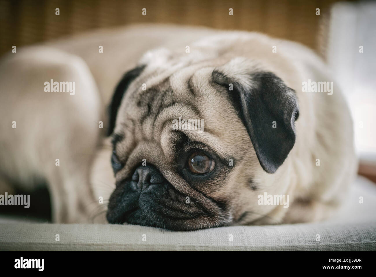 Pug, young female lying on a towel, looking thoughtful Stock Photo - Alamy