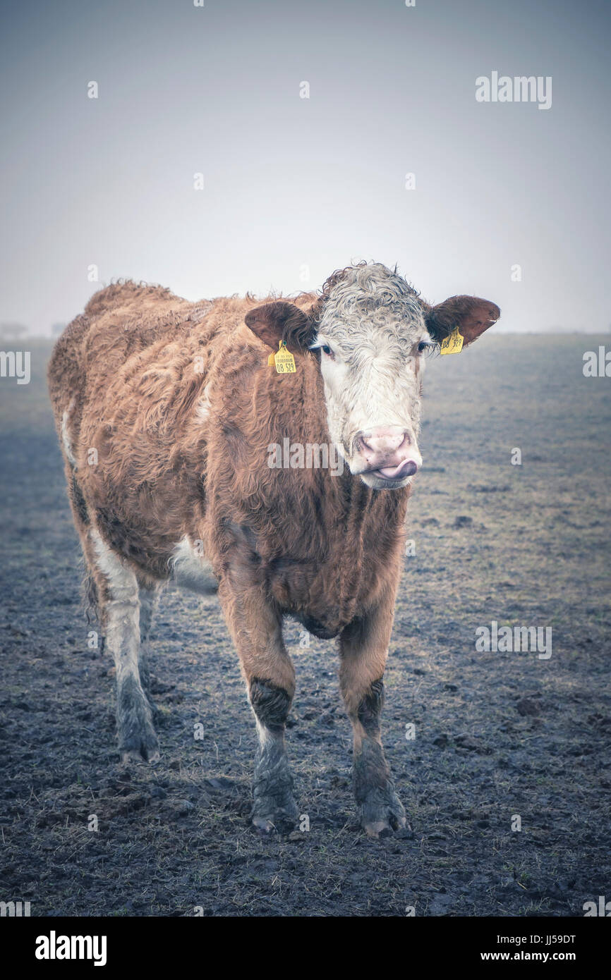 Dirty coat hi-res stock photography and images - Alamy