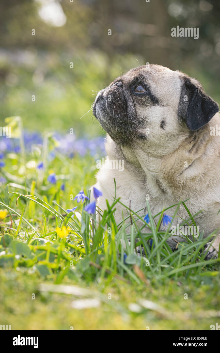 Pug, sitting in a spring meadow Stock Photo - Alamy