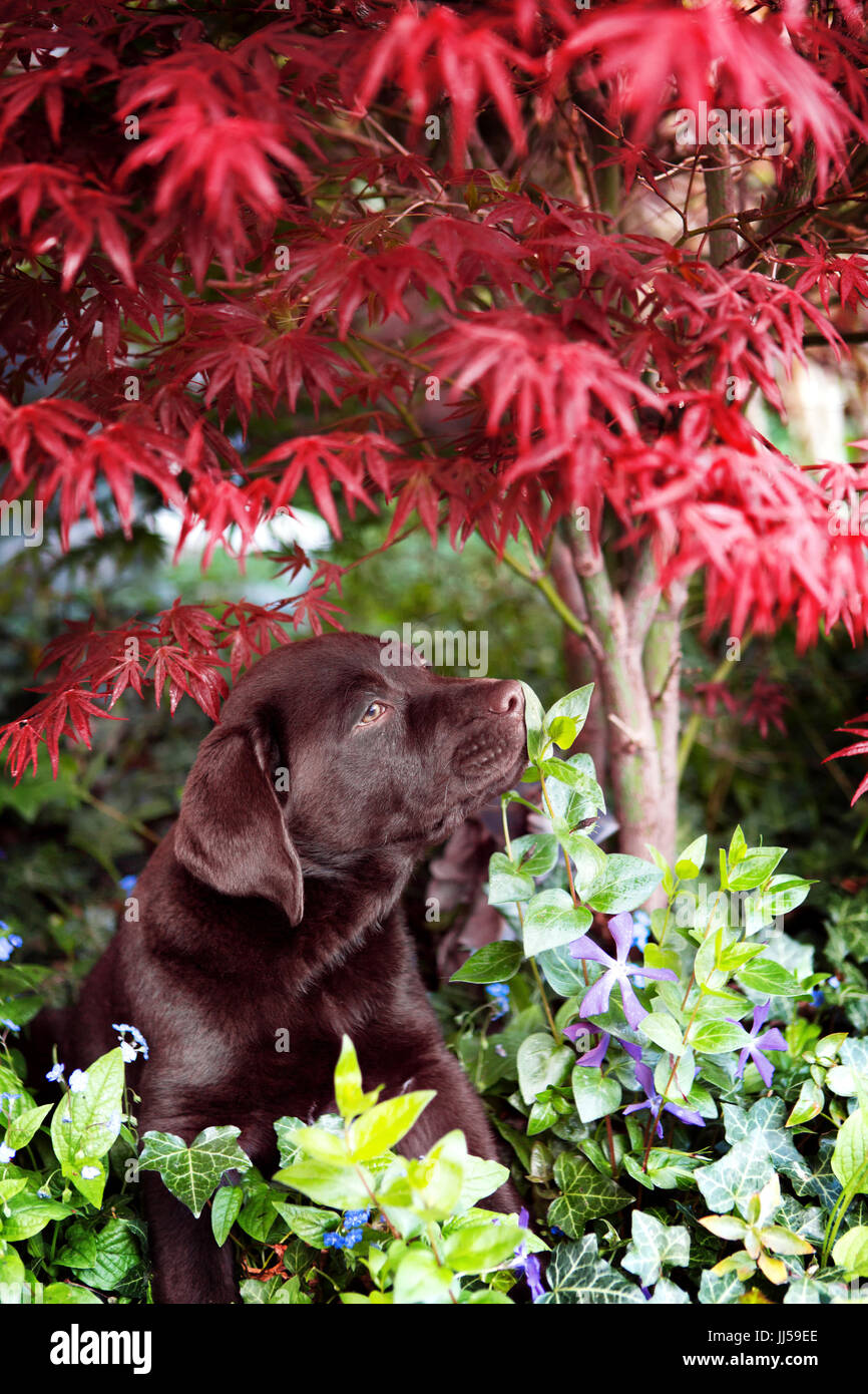 Black labrador retriever sniffing hi-res stock photography and images ...
