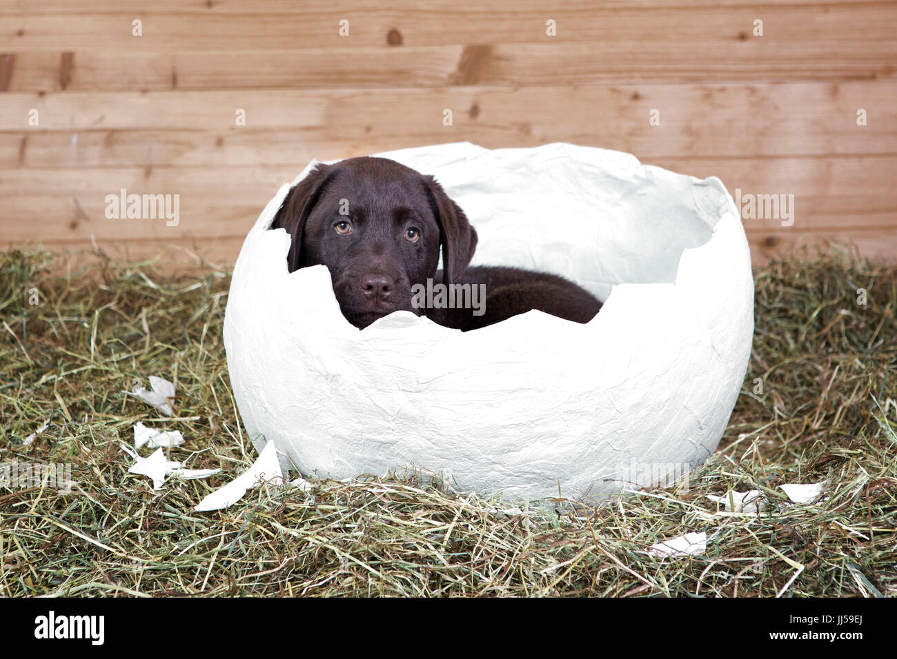 Is Egg Good For Labrador Puppies