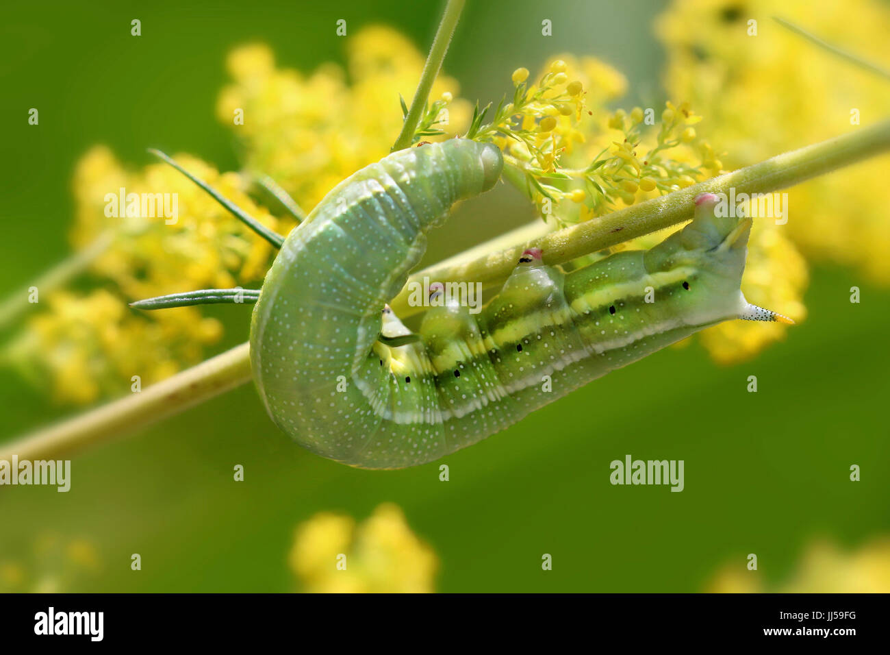 Hummingbird moth caterpillar hi-res stock photography and images - Alamy