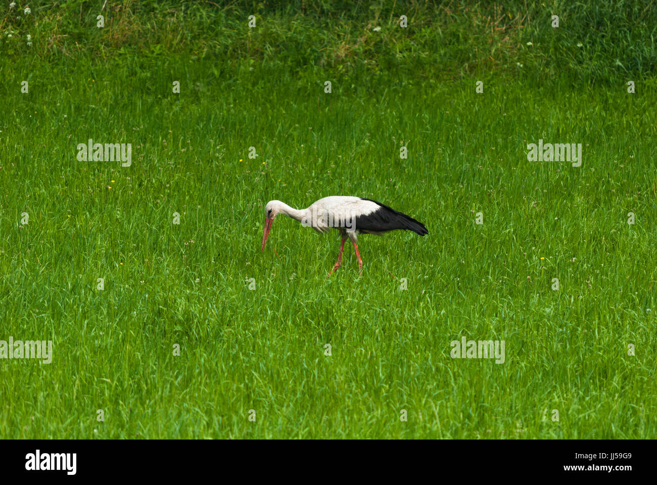 Natura 2000 Poland, Europe, Stork on the meadow Stock Photo - Alamy