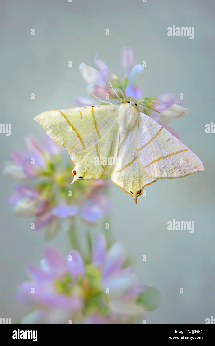Swallow-tailed Moth (Ourapteryx sambucaria) on a flower Stock Photo - Alamy