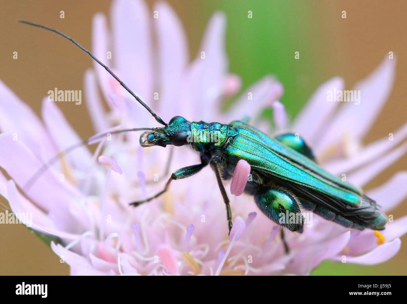 Blister Beetle, pollen feeding beetle (Oedomera nobilis), male in a ...