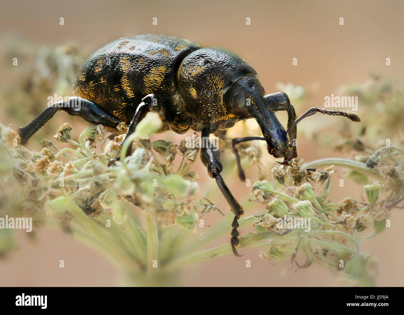 Large Pine Weevil ( Hylobius abietis) on a flower Stock Photo - Alamy